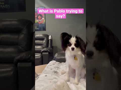 What is Pablo the Papillon Saying?