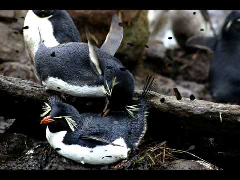 PENGUINS-MANCHOTS. My Compilation.