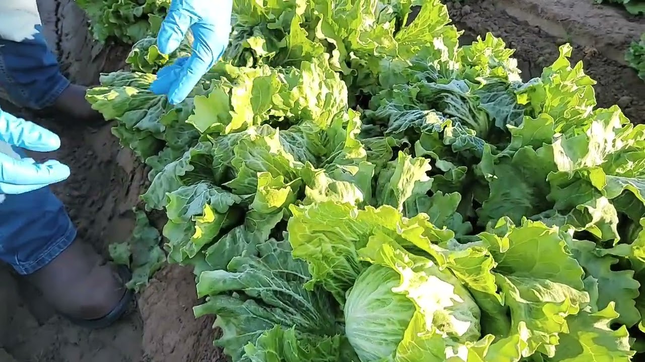 Live From The Fields: Desert Region Lettuce Ice