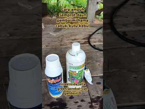 Cara ampuh semprot daun pembasmi hama cabuk/kutu kebul + gandasil D