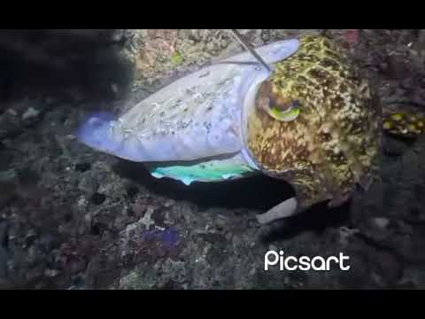 cutle fish,Bagulan,