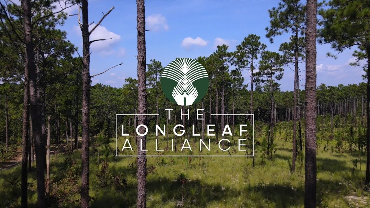 🌳National Forest Products Week: The Longleaf Alliance 🌱