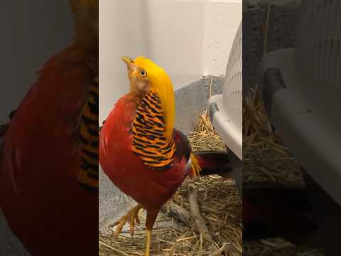 Red Golden Pheasants available to adopt #pheasant #animalshelter #farmanimals