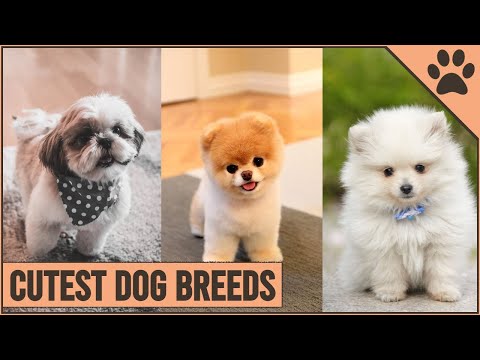Top 10 Cutest Dog Breeds