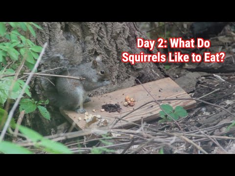 Day 2: What Do Squirrels Like to Eat?