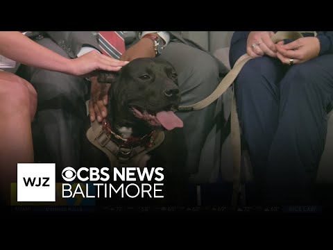 Paws and Claws: Meet Yangtze a charming pup up for adoption at BARCS