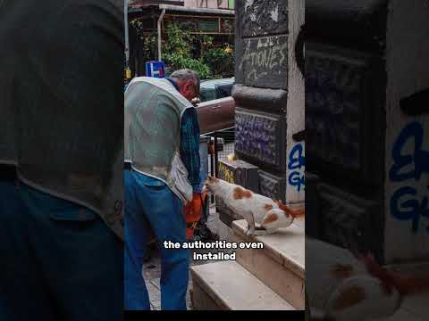 Discovering cat-friendly city with street photography