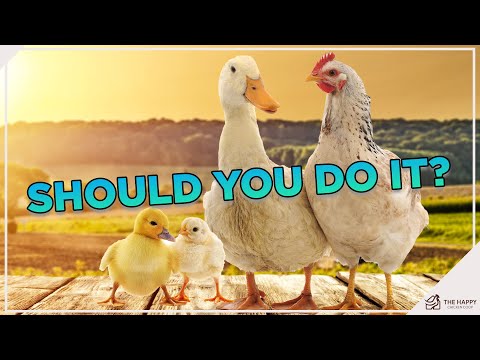 Can Ducks & Chickens Coexist? How To Master the Art of Raising Them Harmoniously!