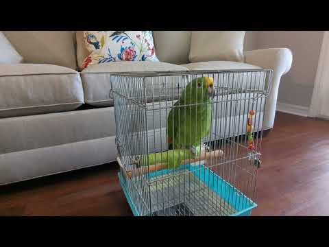 Freedom the Parrot, Amazing Couch, Bird Pillows, Armchair & Ottoman Ethan Allen Designer Mercedes