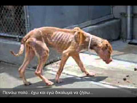 Ενάντια στην κακοποίηση των ζώων | ratses.gr