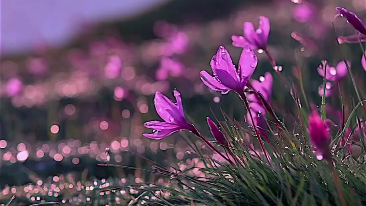 Spring rain to relax