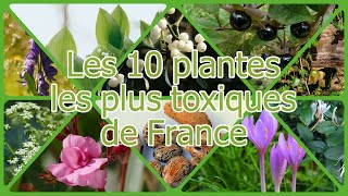 3 plantes que vous avez dans votre jardin et qui sont toxiques