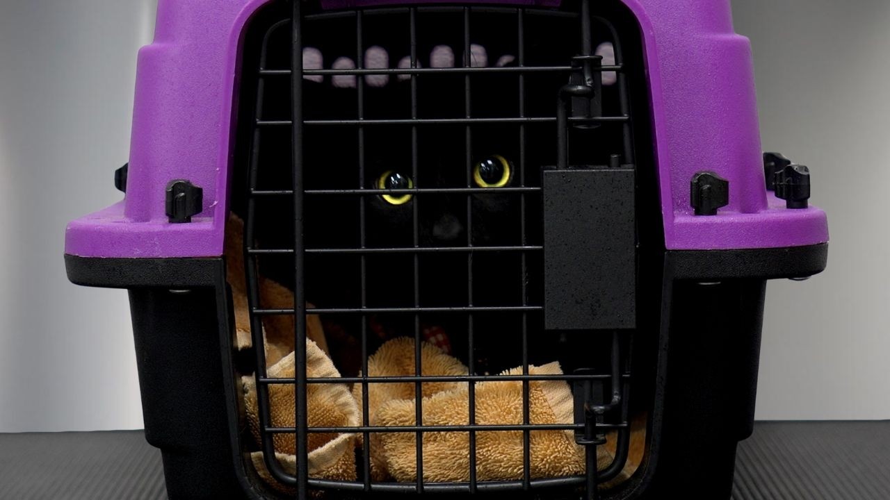 I Stared Into The Void...It Was A Cat