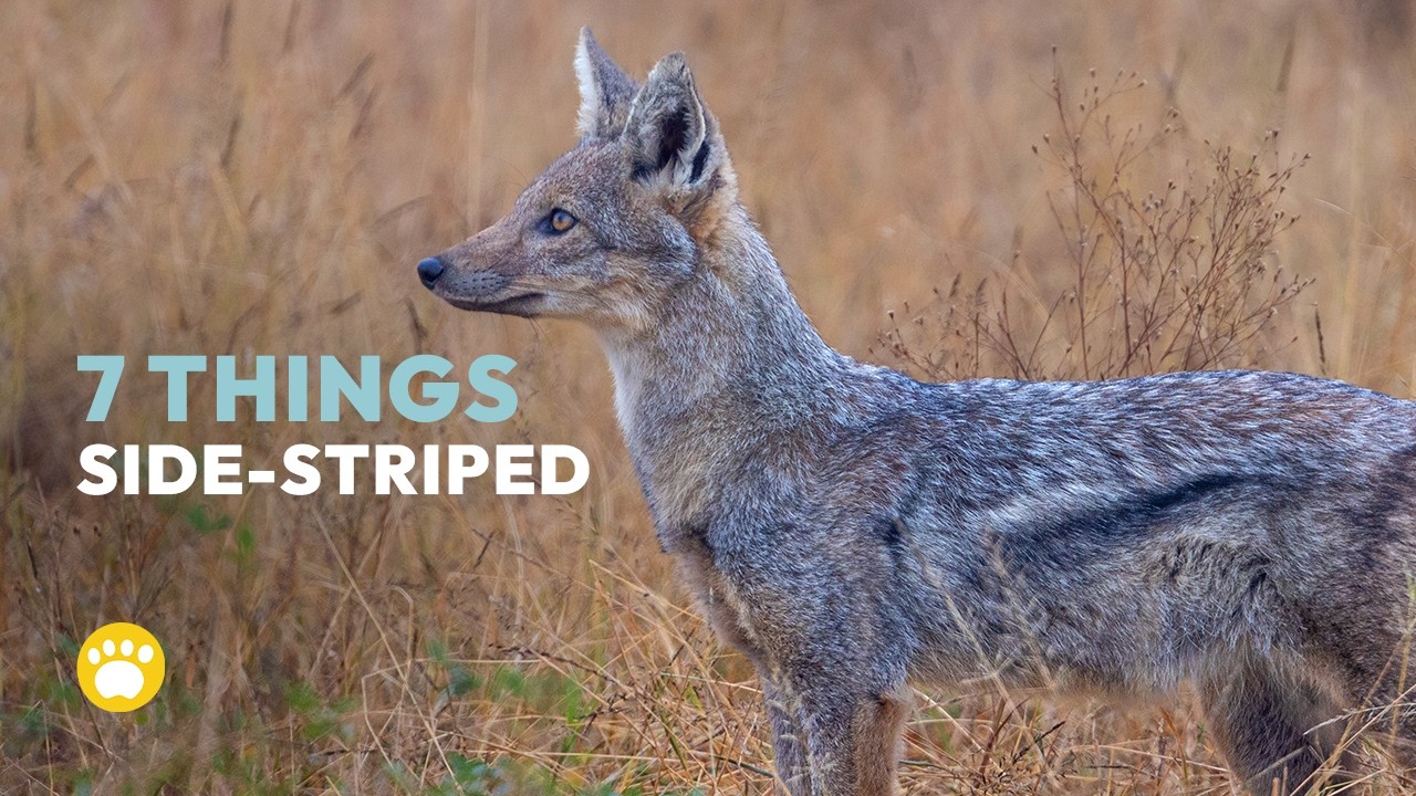7 Things You Didn’t Know About the Side-Striped Jackal
