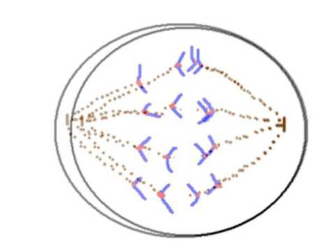 Anaphase lag : easy explanation