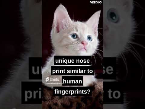 Cats have a UNIQUE Nose Print!