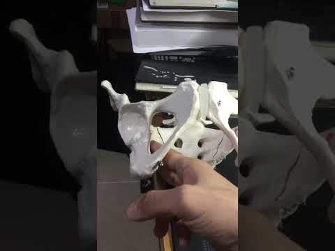 valoracion de la pelvis