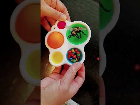 Watermelon Sugar π π lollies #sensory #popit #fidget #shorts #autism #mms