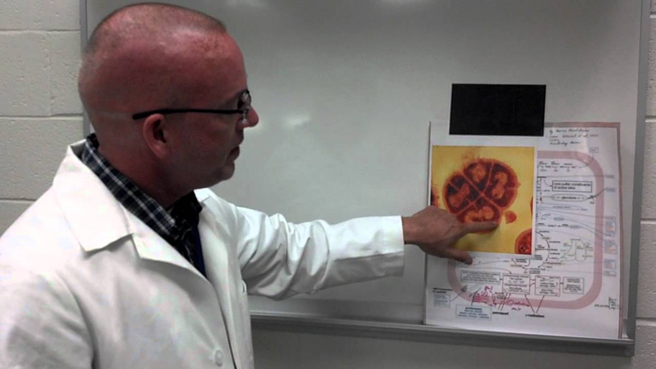 Dr. Michael Daly explains radioresistant bacteria