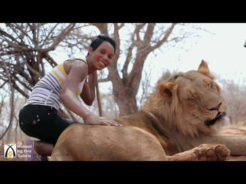 Zambia - Lion Interaction Web Video 2017
