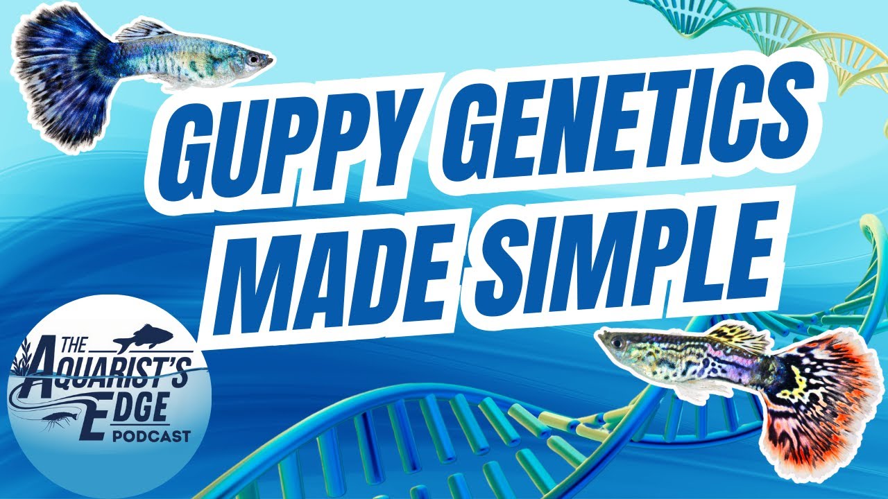 Guppy Genetics Made Simple - Breed Brilliant Colors At Home