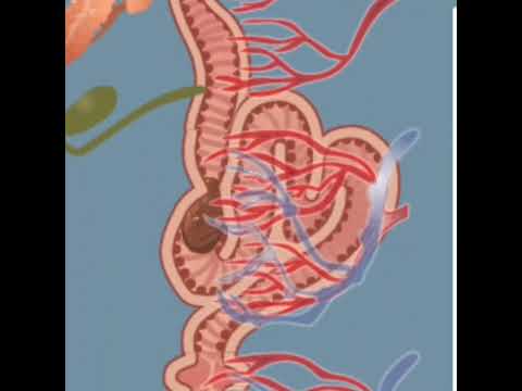 The Digestive System
