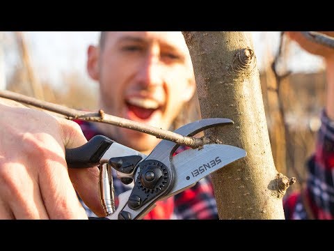 How to Prune an Apple Tree!