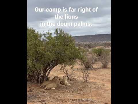 Maneless male lions of Tsavo