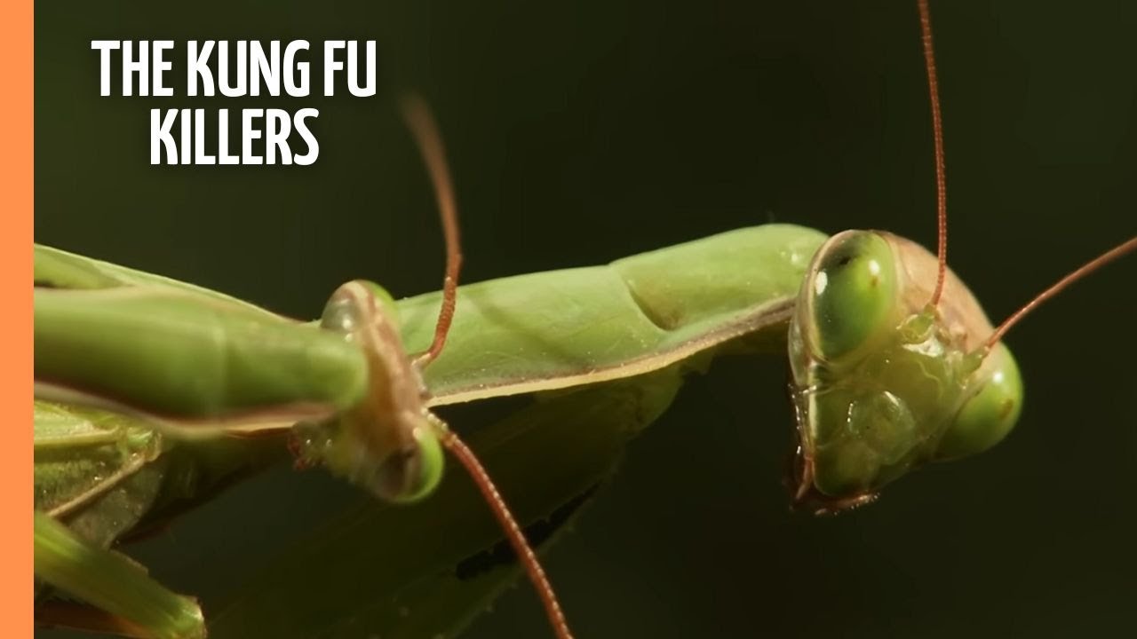 Praying Mantises - The Kung Fu Killers of the Insect Kingdom ...