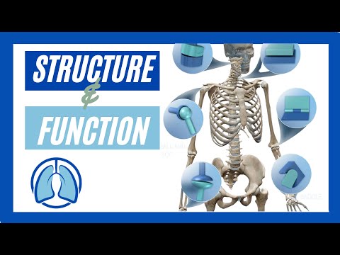 Structure & Function of Joints