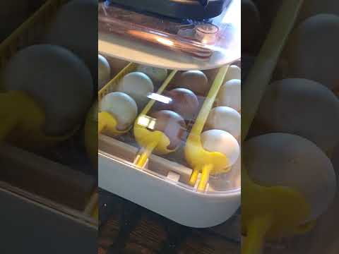 I bought a cheap egg incubator off of Amazon.