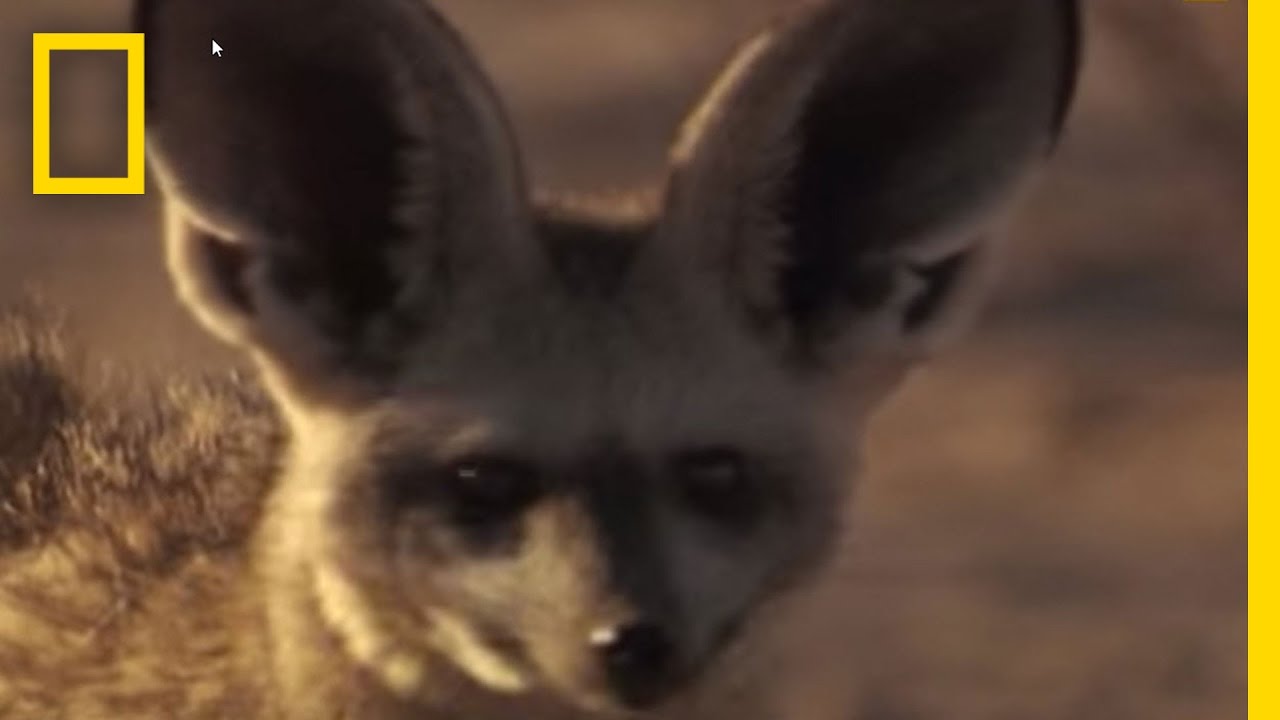 Meet the Bat-Eared Fox | National Geographic