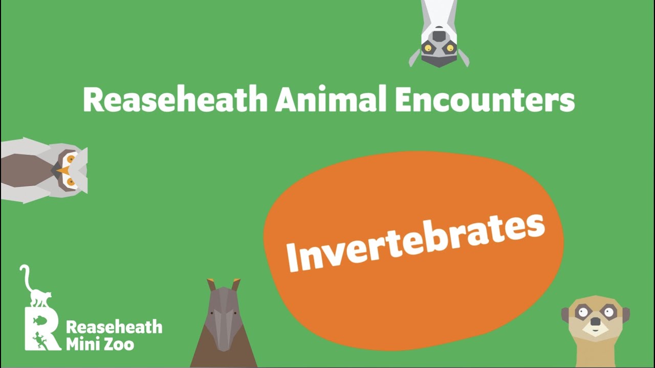 Reaseheath Mini Zoo Animal Encounters - Invertebrates