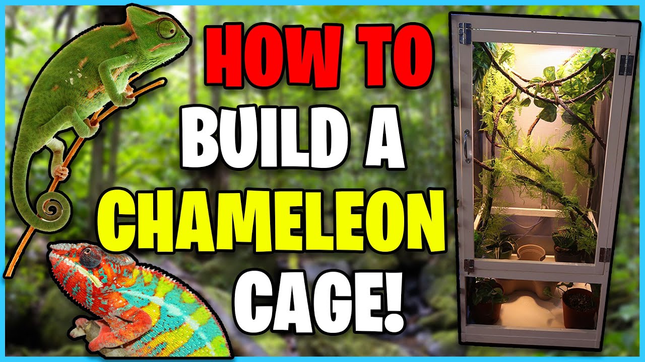 DIY CHAMELEON CAGE!