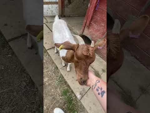 Our nanny goat Maggie sheโs a lover bless a ๐โฅ๏ธ #goats #farm ๐๐ฉต