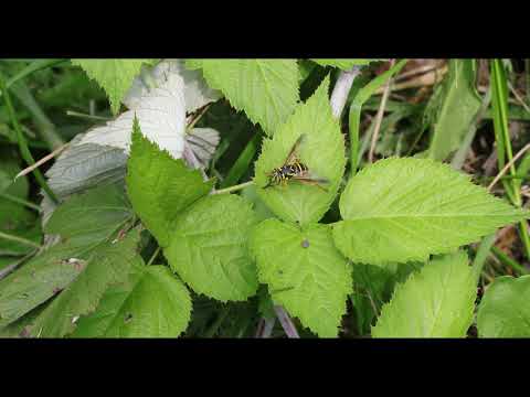 Batesian mimicry