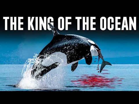 This is Why ORCAS Are Called Killer Whale