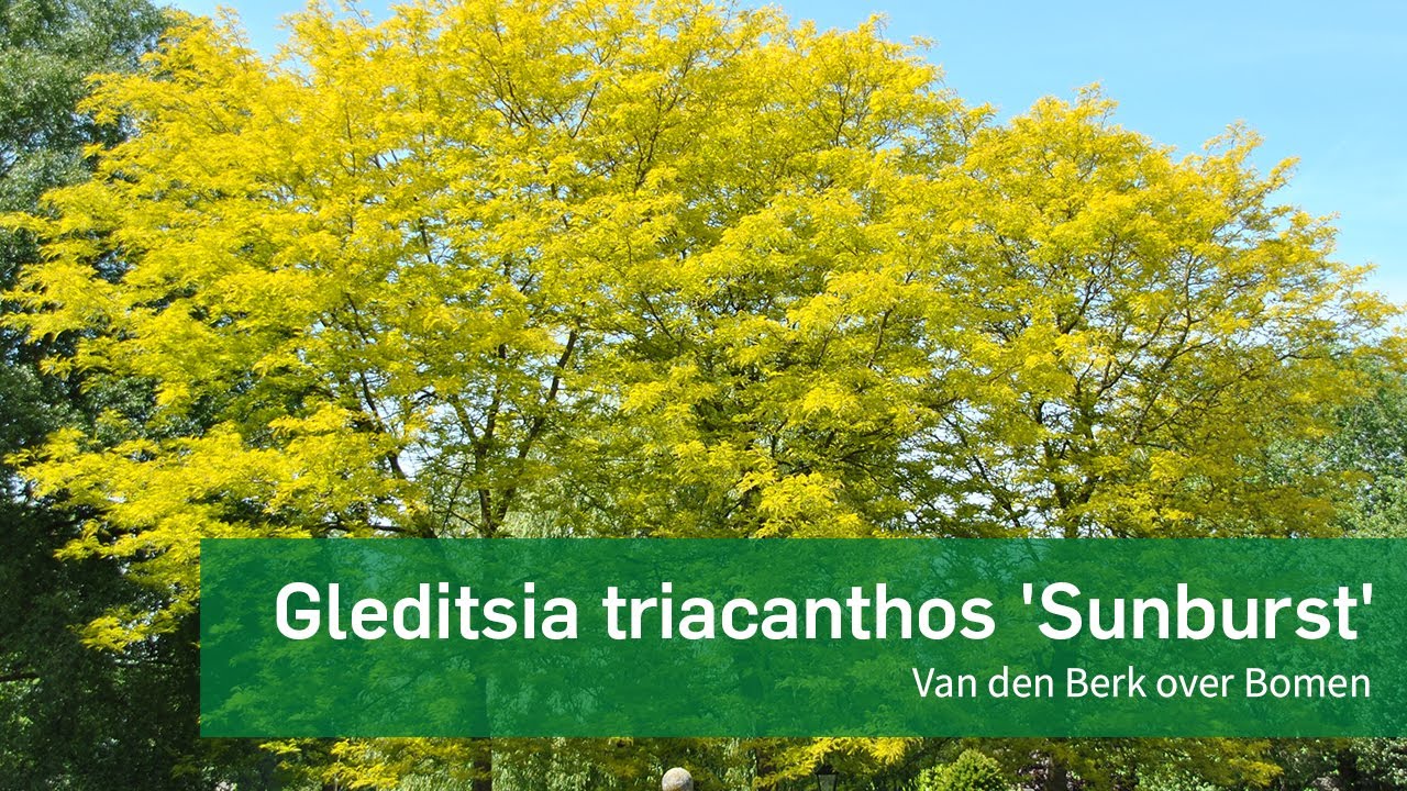 Gleditsia triacanthos 'Sunburst' | Van den Berk Boomkwekerijen