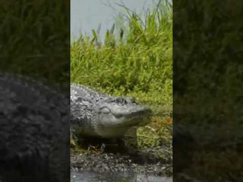 Alligators and Crocodiles TOGETHER 🤝 Animal Fact Files #facts #animals #wildlife
