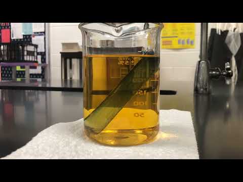 Diffusion lab beaker, dialysis tubing with glucose and starch