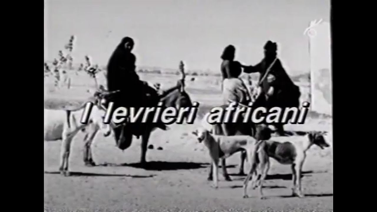 African Sighthounds - documentary about Sloughi and Azawakh