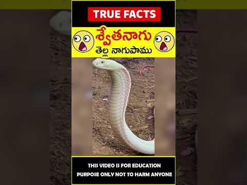 White cobra facts #factsintelugu swetha naagu 😱శ్వేతనాగు😱 #amazingfacts #truefacts #shorts