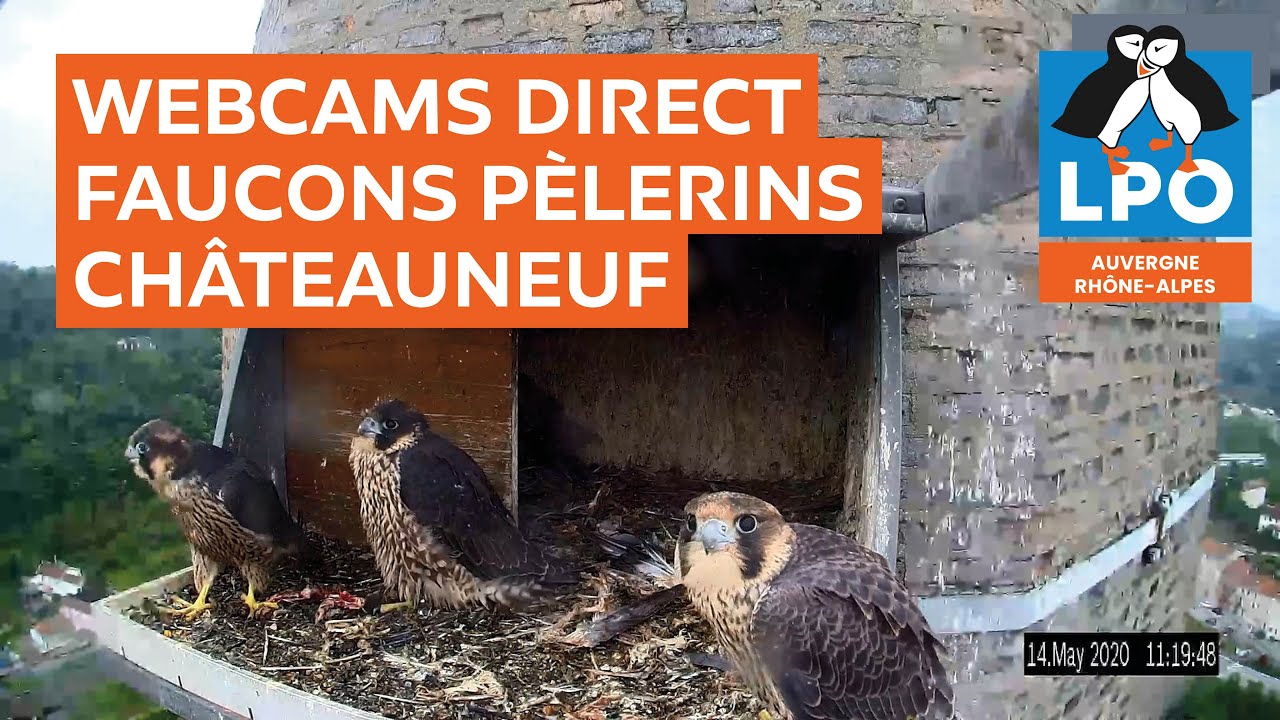Peregrine Falcon Nest atop a Tall Tower - Live Webcam | GeoWebcams