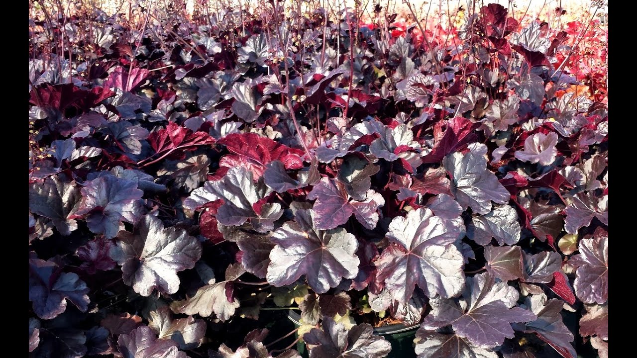 Best Perennials - Heuchera 'Obsidian' (Coral Bells)