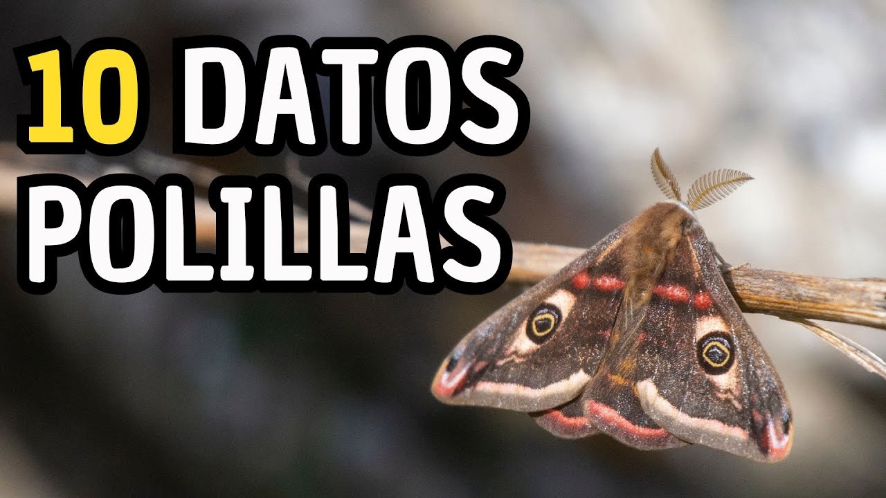 Myths and Truths about Moths - 10 Interesting Facts about Moths