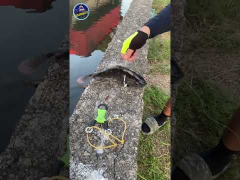 Fishing Like a Pro with a Slingshot! 😱 (via kashokoyfb)