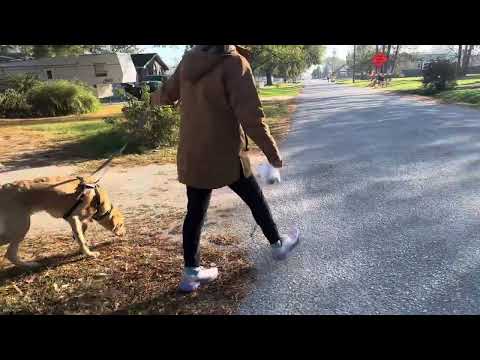 B&T Hank - Circle Method for Loose Leash Walking