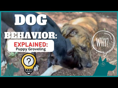 What Is Puppy Groveling and Why Do Dogs Do it?