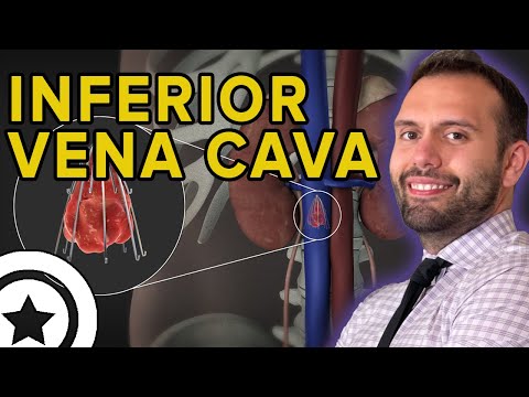 Inferior Vena Cava | HIGH-YIELD CARDIOLOGY | USMLE STEP 1
