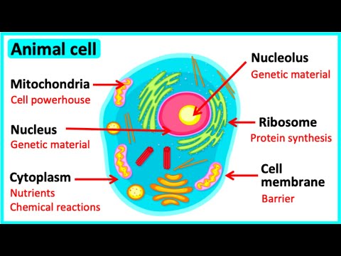 Learn all about animal cells in 3 MINUTES 🌱 | Easy science video